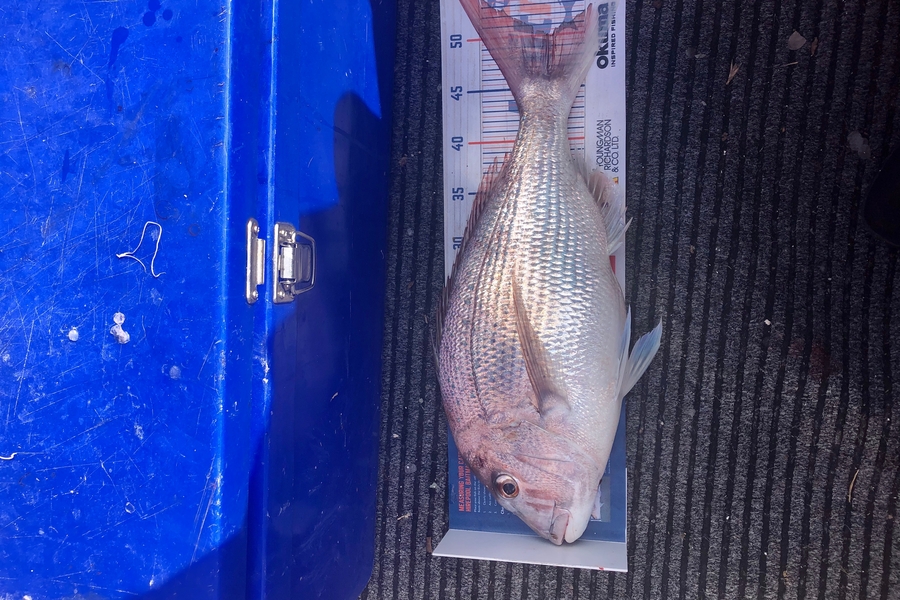 Amber Raudon's 50.0cm Snapper featuring on the The Hirepool Baitmates ...