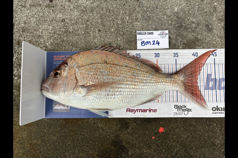 Hayden Owen's 40.5cm Snapper featuring on the The Hirepool Baitmates ...